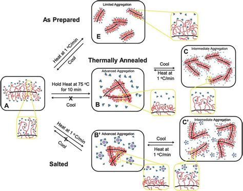 A Schematic Description Showing The Proposed Polymer Conformation And Download Scientific