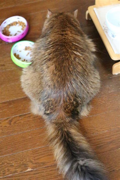 太っても猫 にゃろまセラピー