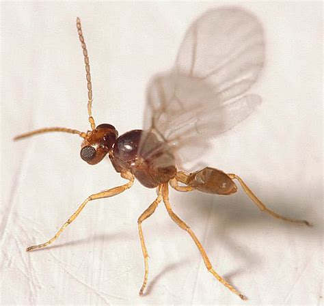 Cynipoidea Alchetron The Free Social Encyclopedia