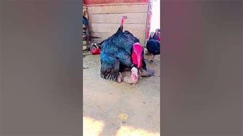 টার্কি মুরগি যেভাবে বিট করে Youtube