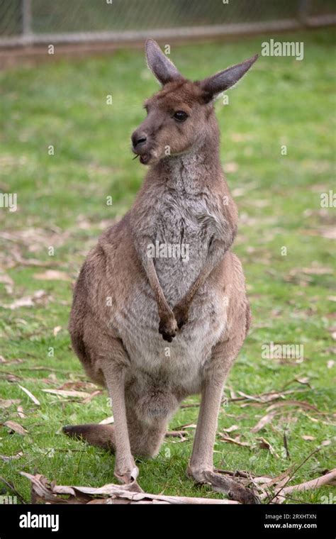 Western Grey Kangaroos Have Short Hair Powerful Hind Legs Small Forelimbs Big Feet And A Long