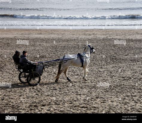 Grey Pony Pulling Training Carts Sulky Roadsters At Barry Island