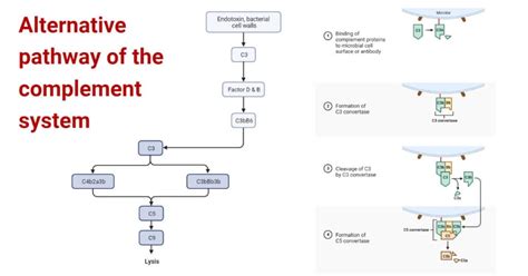 Alternative Pathway Of The Complement System