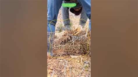 겨울숲생활 Ep6 정원식물 그라스 번식 포기나누기 Youtube