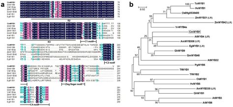 The Deduced Peptide Sequence Of Cmmyb1 Marked In Bold And Related Download Scientific Diagram