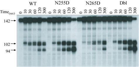 Comparison Of Polymerase Dependent Rnase H Activities Of Wild Type