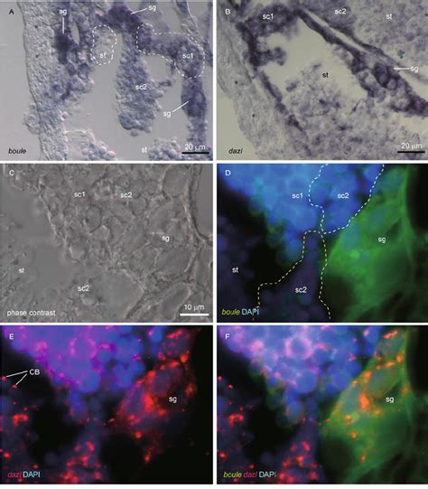Expression Of Boule And Dazl Transcripts In The Adult Trout Testis A