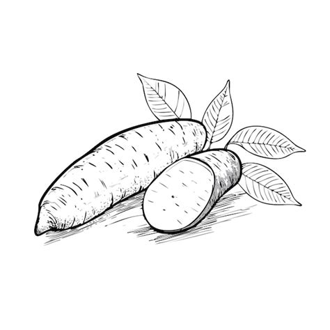 Premium Vector Cassava Vegetable Food Organic Fresh Vitamin Healthy