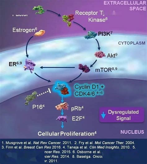 新型乳腺癌内分泌治疗药物：cdk46 抑制剂一文掌握调控