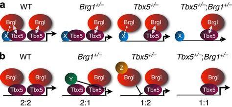 Models For The Interaction Between Dna Binding Transcription Factors