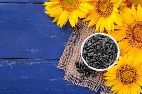 흰색 그릇에 씨앗과 파란색 나무 배경에 밝은 노란색 해바라기 비문에 대한 장소와 상단 보기 식용유에 대한 스톡 사진 및 기타 이미지 Istock