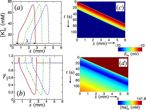 the variation of ionic concentrations arterial radius and membrane