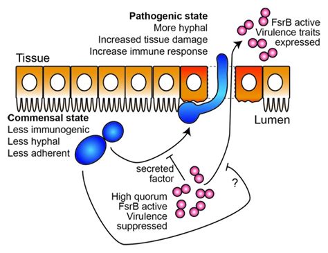 Candida Albicans And Enterococcus Faecalis In The Gut Synergy In