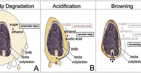 Cpb CocoaPinasBlogs Cacao Beans Fermentation Process
