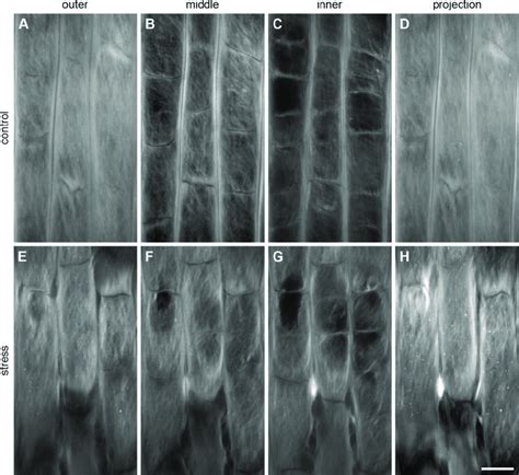 Figure A1 Orientation Of Cellulose Fibrils In Successive Lamellas Of