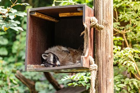 Raccoon Habitat Photos Download The Best Free Raccoon Habitat Stock