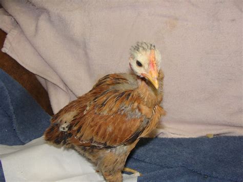 Identifying Breeds And Sex Of Your Chicks BackYard Chickens Learn How To Raise Chickens