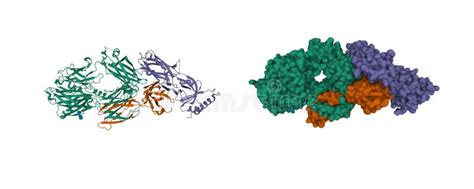 Structure Of The Complement Component C3c Stock Illustration