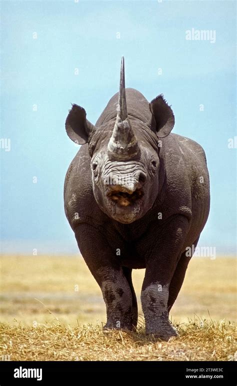 Black Rhinoceros Diceros Bicornis Aka Black Rhino And Hook Lipped