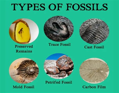 Cast Fossils Examples From Ancient Ecosystems