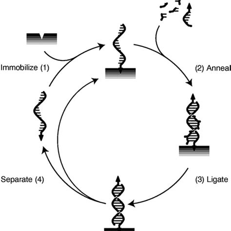 Three Processes Involved In Darwinian Evolution Species Must Be Download Scientific Diagram