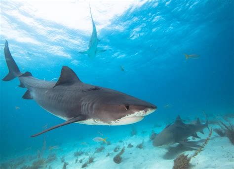 Tiburones Y Rayas En Colombia
