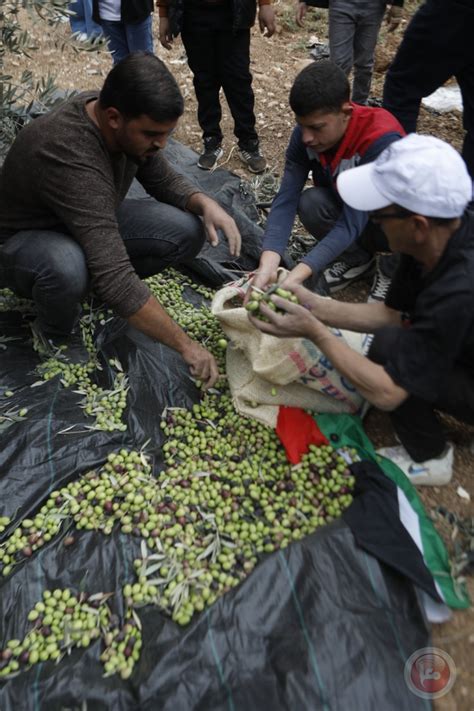 مستوطنون وجيش الاحتلال يهاجمون متضامنين خلال قطف الزيتون جنوب الخليل