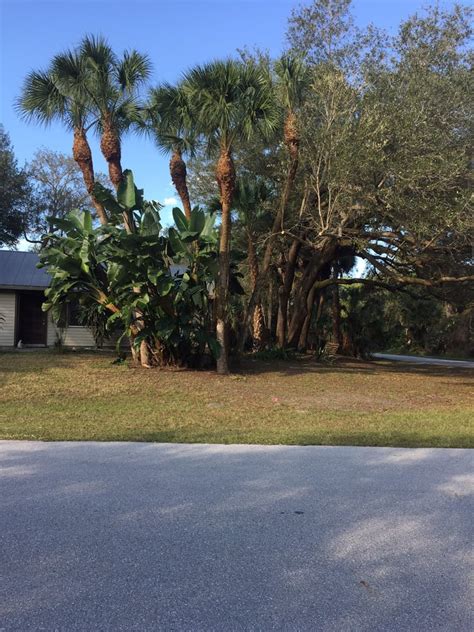 ACES TREE SERVICE Updated July Veronica St Port Charlotte Florida Tree