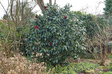 Camellia Pruning Revisited Jims Camellias