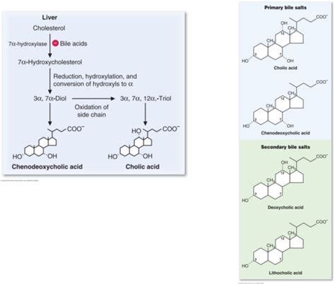 Bms 23 Glycosphingolipids Phospholipids And Cholesterol Flashcards