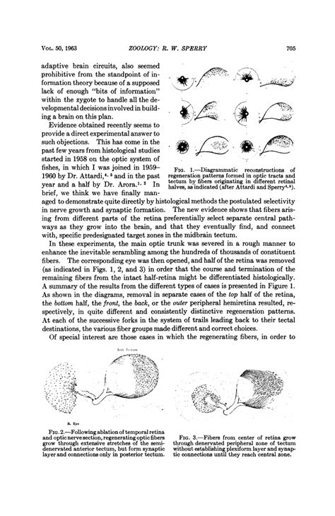 Chemoaffinity In The Orderly Growth Of Nerve Fiber Patterns And Connections Pmc