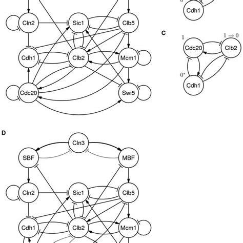 Budding Yeast Models Nodes In The Graph Represent Molecules