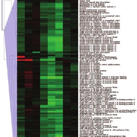 Pearson Correlation Hierarchical Clustering Of Log 2 Transformed Fold