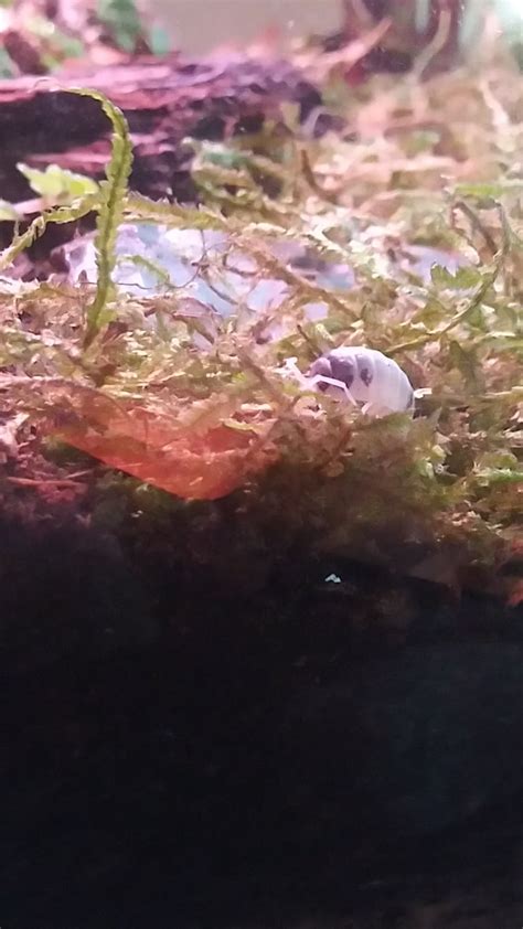 my dairy cows like zucchini and java moss so far what is the best