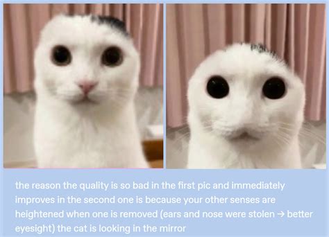 Alien Cat Image Gallery Know Your Meme