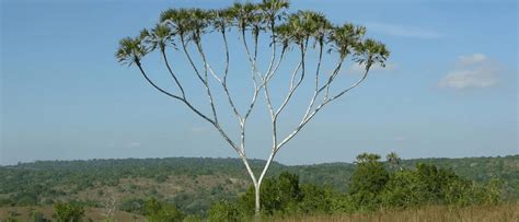 【leetcode精选】bfs和dfs两种方式实现二叉树的层序遍历 个人文章 Segmentfault 思否