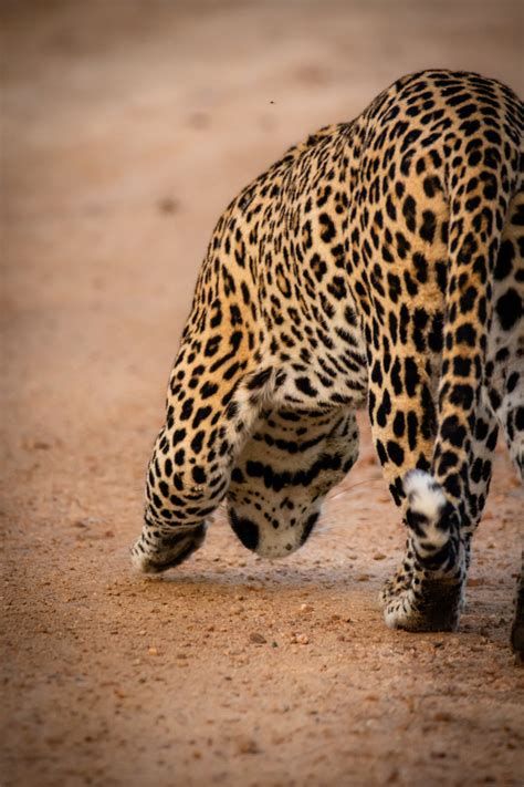 Lepard Print 13 Canvas And More