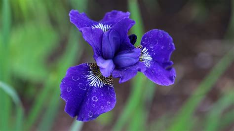 The Best Iris Companions To Keep Your Garden Blooming All Season