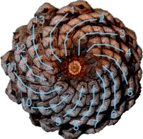 Pine Cones Pineal Glands Part I Artofit