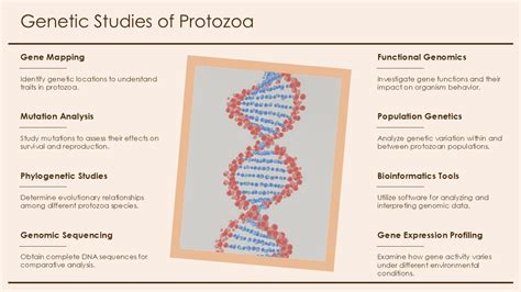 Genetic Studies Of Protozoa Phylum Protozoa Ppt Summary Acp Ppt Slide