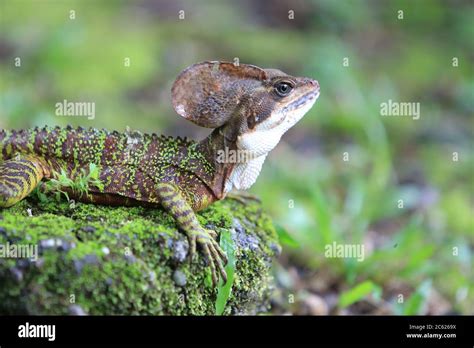 Western Basilisk Lizard Hi Res Stock Photography And Images Alamy