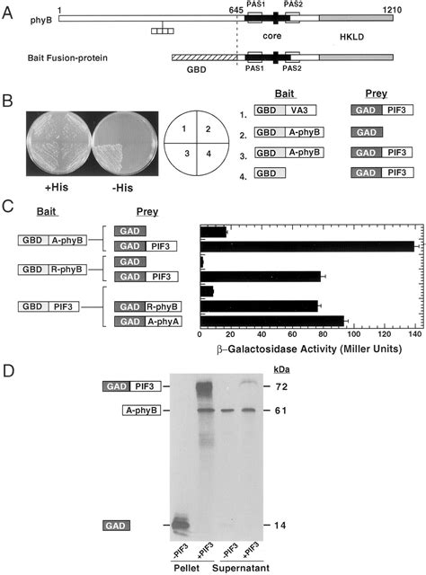 Pif3 A Phytochrome Interacting Factor Necessary For Normal