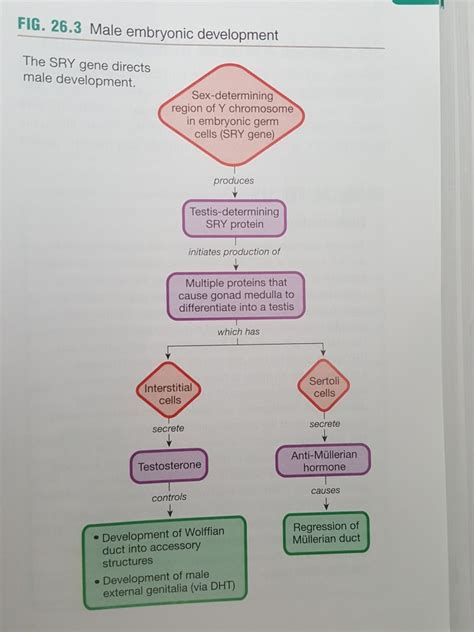 Solved Fig 263 Male Embryonic Development The Sry Gene