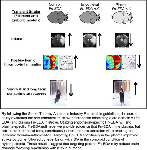 Fn Eda Fibronectin Containing Extra Domain A In The Plasma But Not