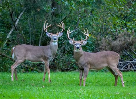 Deer Season In Delaware Everything You Need To Know To Be Prepared A