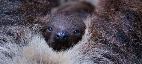 Ein Kleines Faultier Ganz Nah Bei Der Mama Duda News