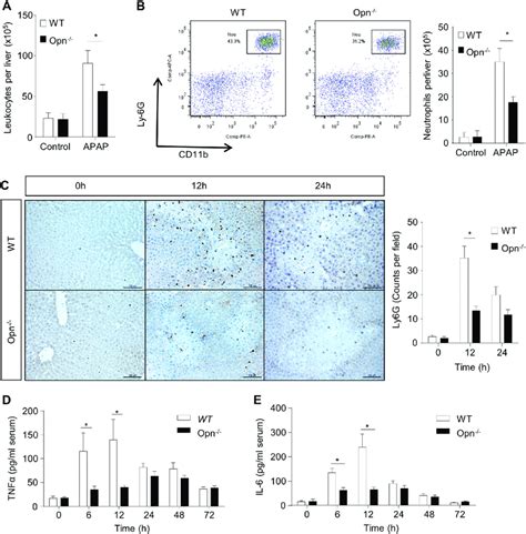Opn Deficiency Attenuates The Inflammatory Reaction In Response To Download Scientific Diagram