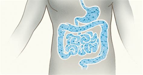 Food For Thought The Enteric Nervous System The Second Brain