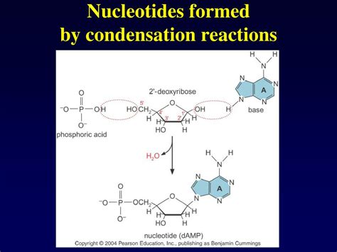 Ppt Deoxyribonucleic Acid Powerpoint Presentation Free Download Id