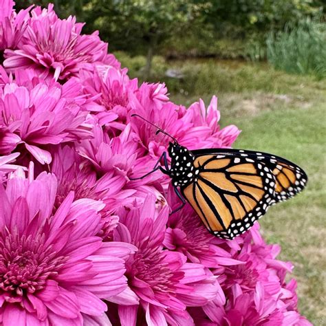 A Monarch Summer Downeast Thunder Farm